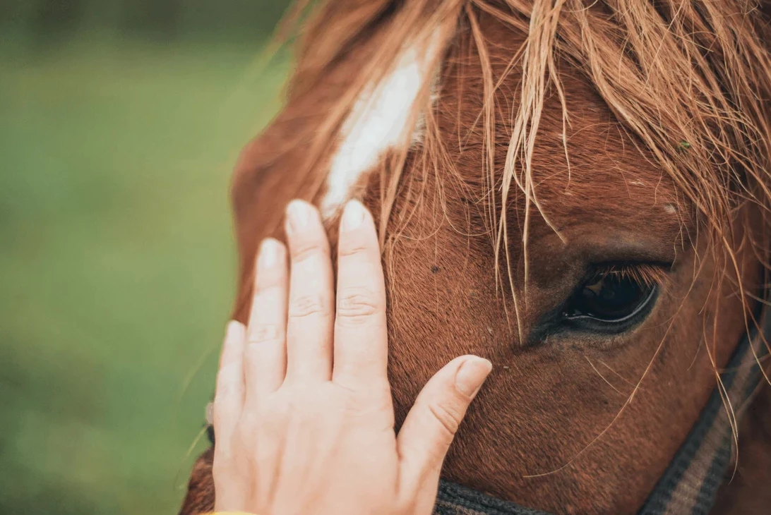Top Premium Horseshoes Recommended by Professional Farriers